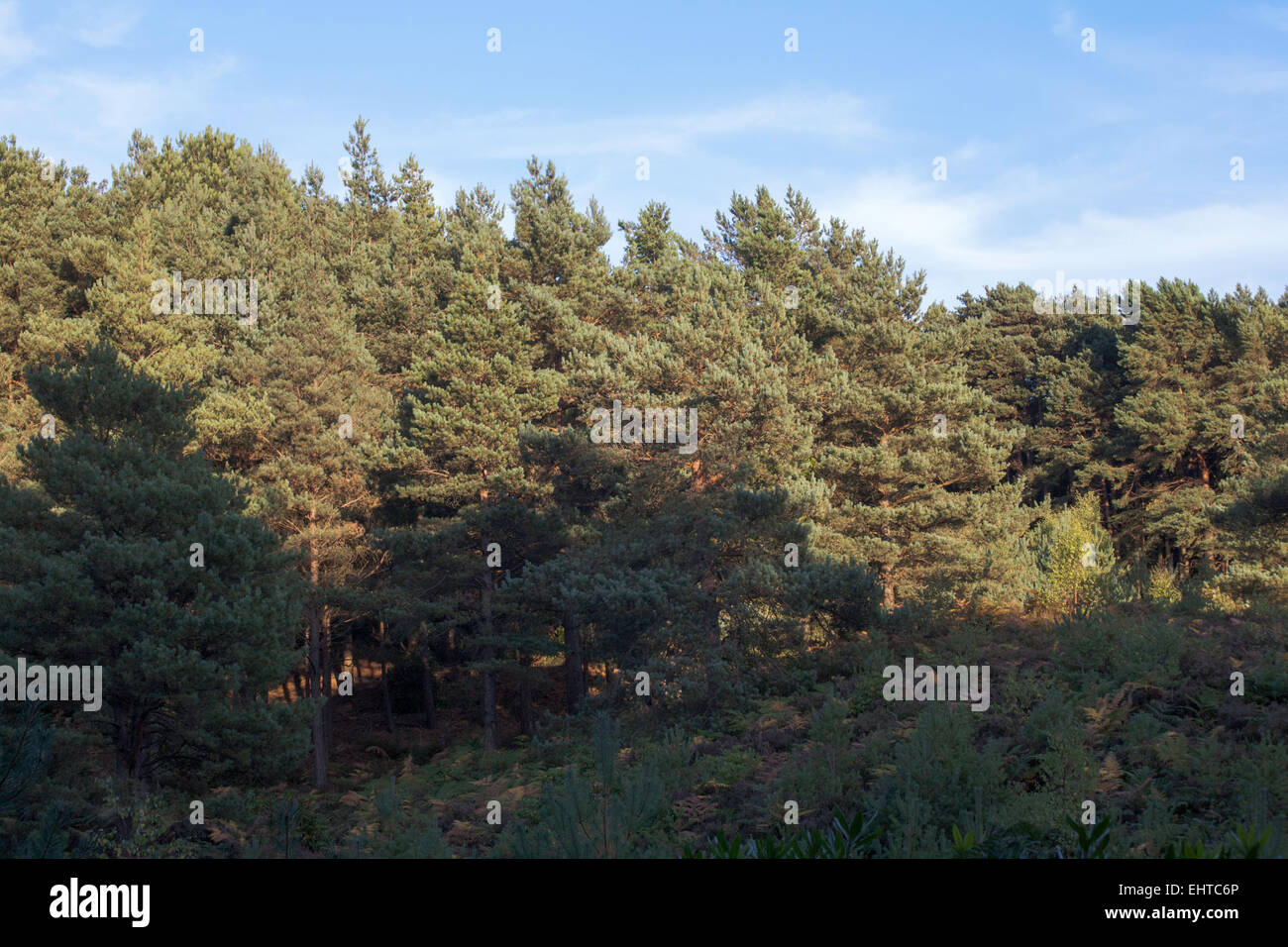 Scots Pine Wood Trees Canford Heath Poole Dorset England Stock Photo ...