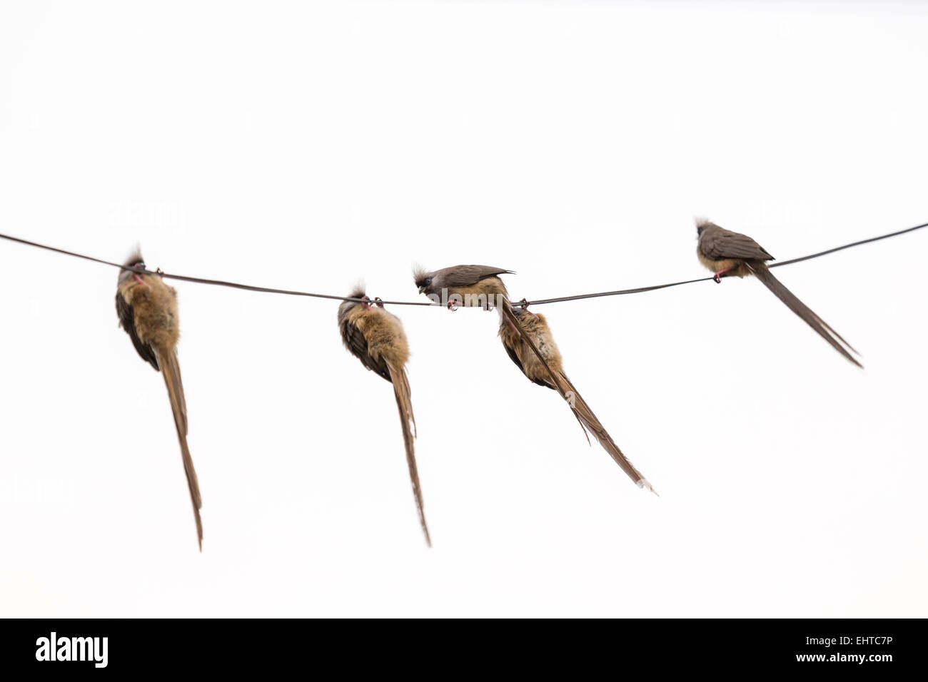 On wire Cut Out Stock Images & Pictures - Alamy