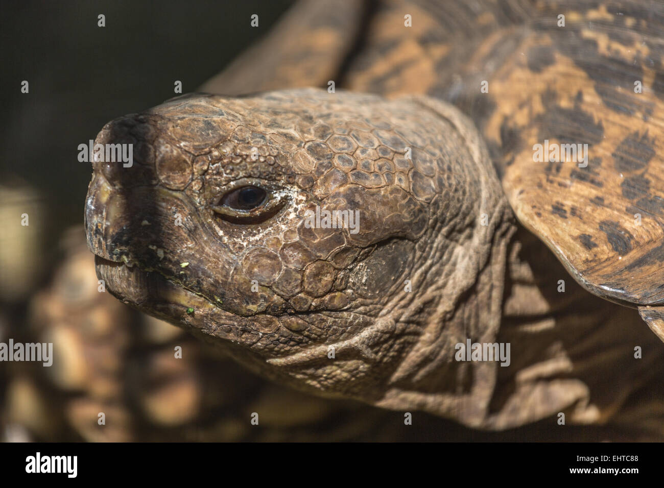 Sulcata tortoise hi-res stock photography and images - Alamy