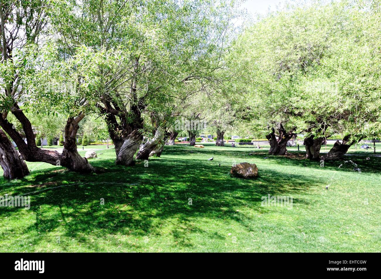 Old willow trees in Tibet Stock Photo - Alamy