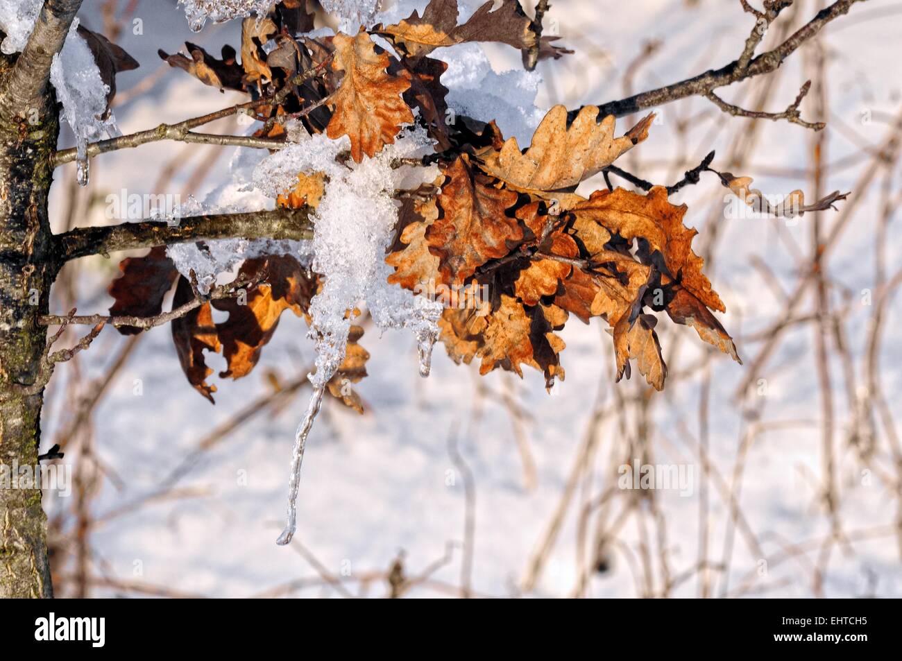 Snow and ice at Oak Tree Stock Photo - Alamy