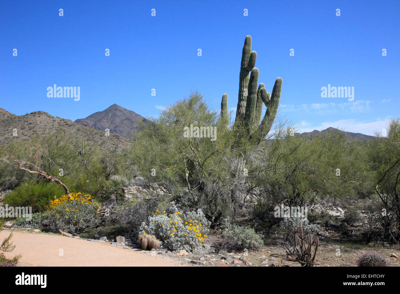 Giant saguaro cactus and yellow desert flowers Stock Photo - Alamy