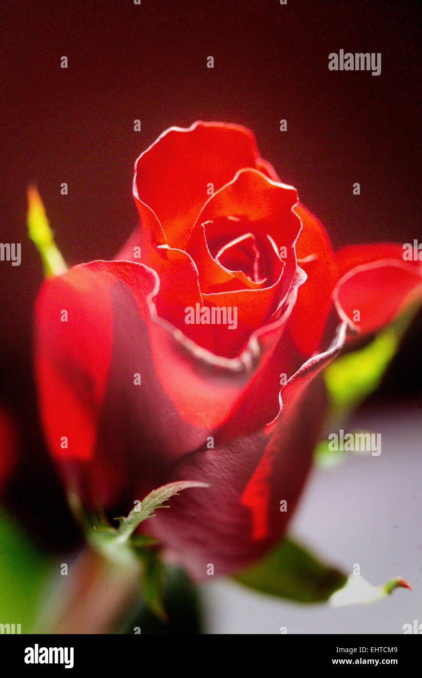 Single red romantic rose hi-res stock photography and images - Alamy