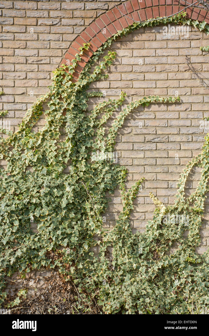 Variegated english ivy hedera helix hi-res stock photography and images ...