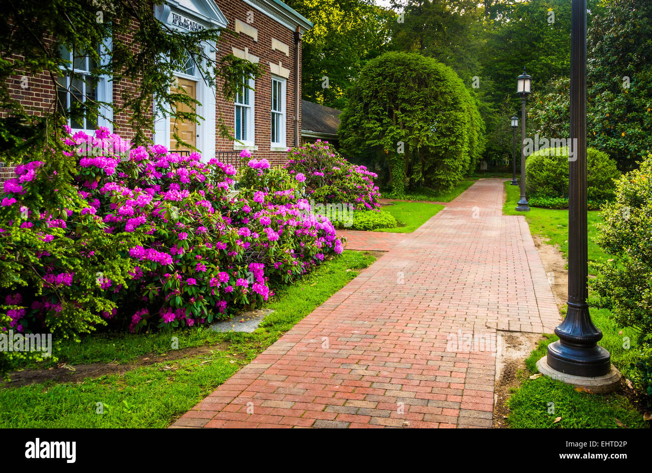 Beautiful Pathway Lined With Trees And Purple Azaleas