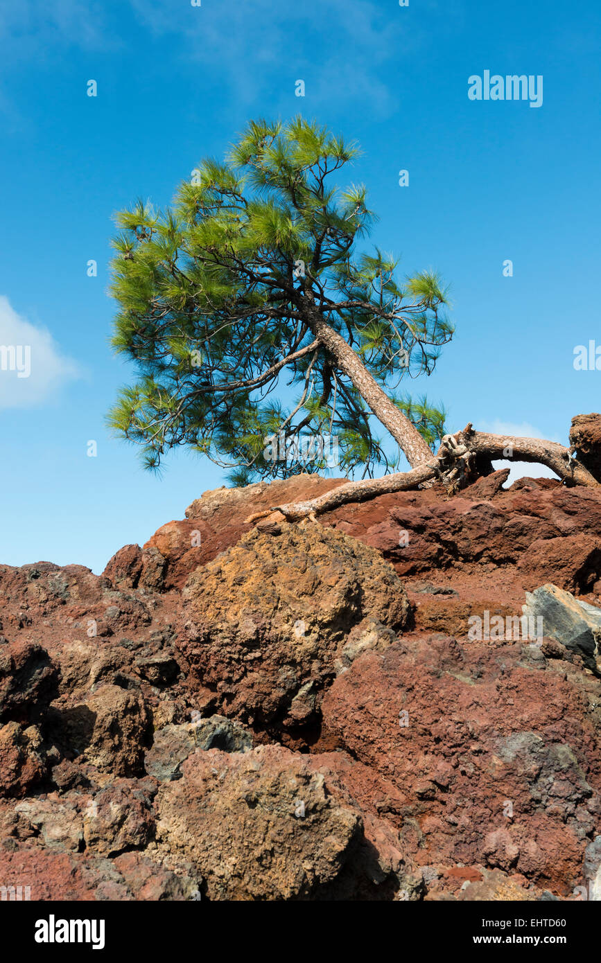 Tree in National Park Teide on red lava rock with blue sky Stock Photo ...