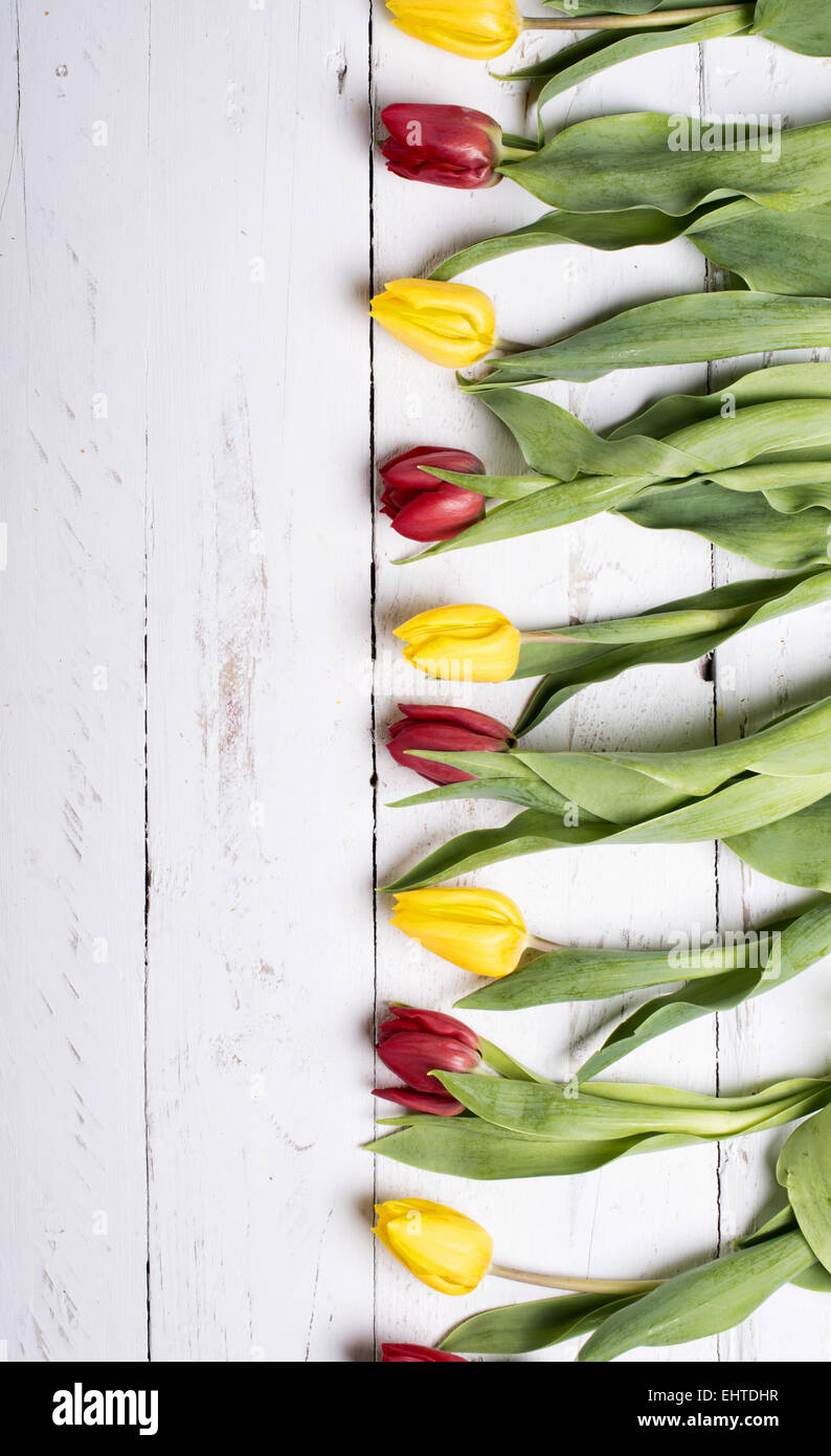 Tulips on eves white wooden planks background Stock Photo - Alamy