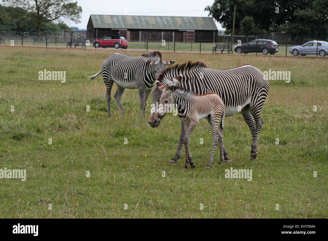 Whipsnade zoo hi-res stock photography and images - Alamy