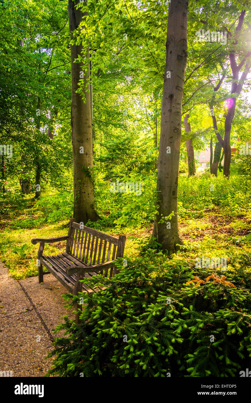 Bench along a path through a forest at John Hopkins University in ...