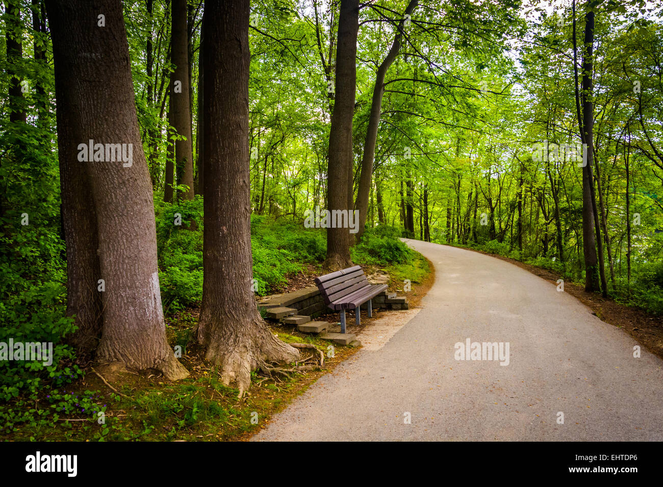 Bench along a path through the forest at Centennial Park in Columbia ...