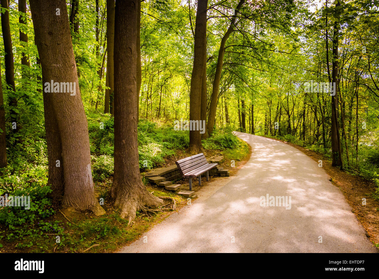 Bench along a path through the forest at Centennial Park in Columbia ...