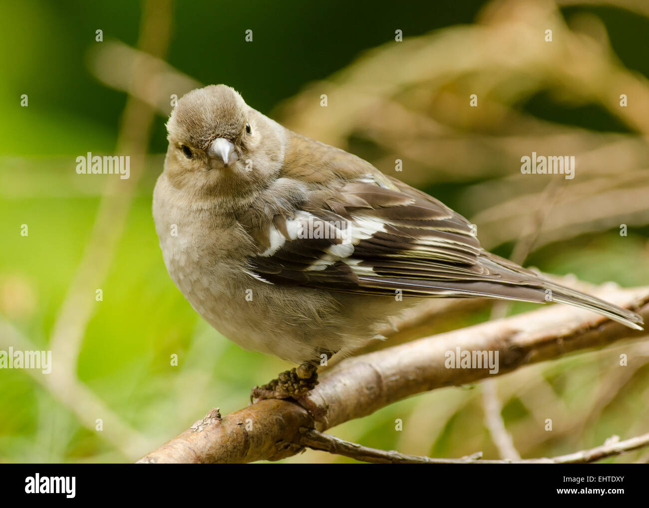 Curious chaffinch hi-res stock photography and images - Alamy