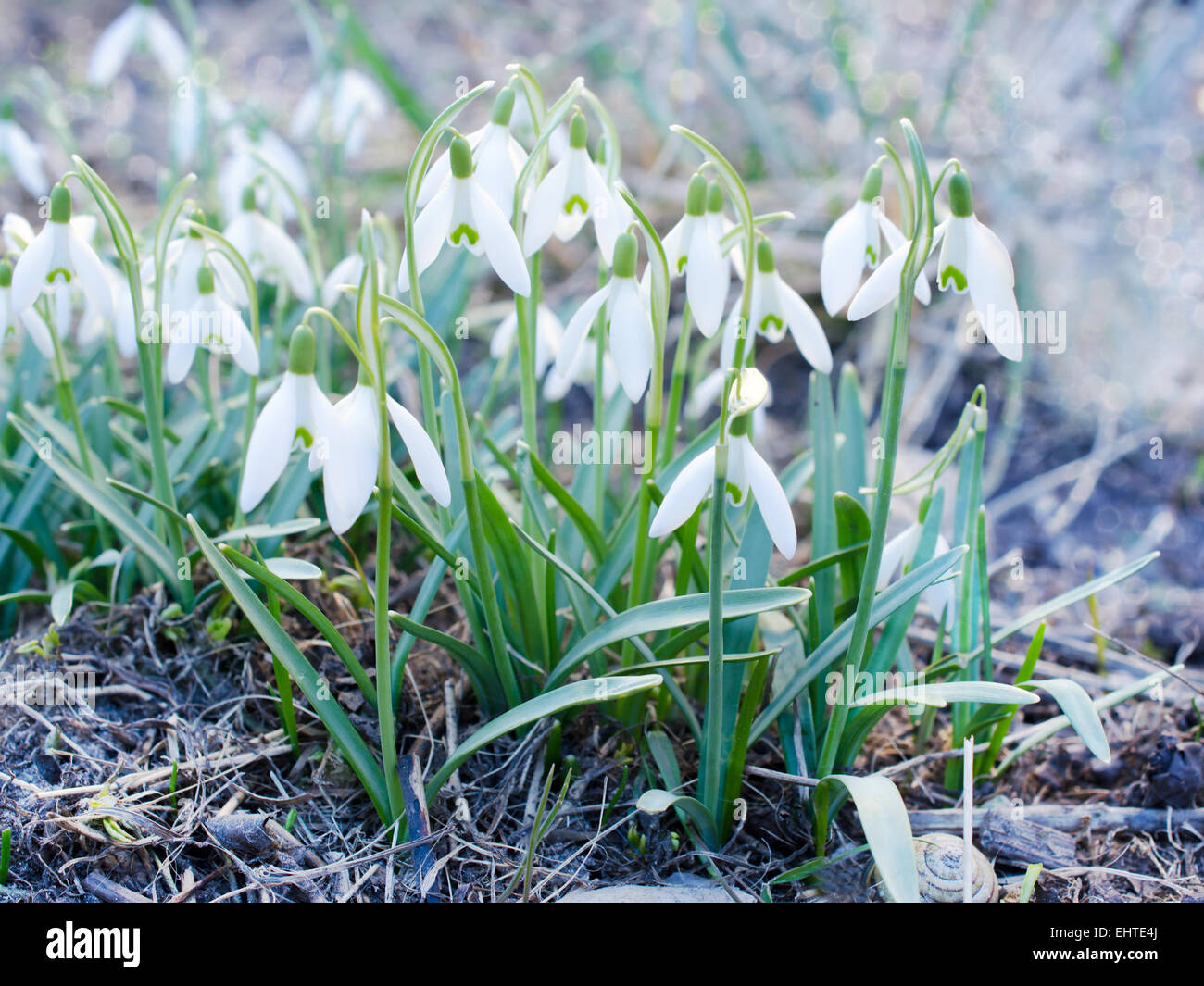 The first snowdrops Stock Photo - Alamy