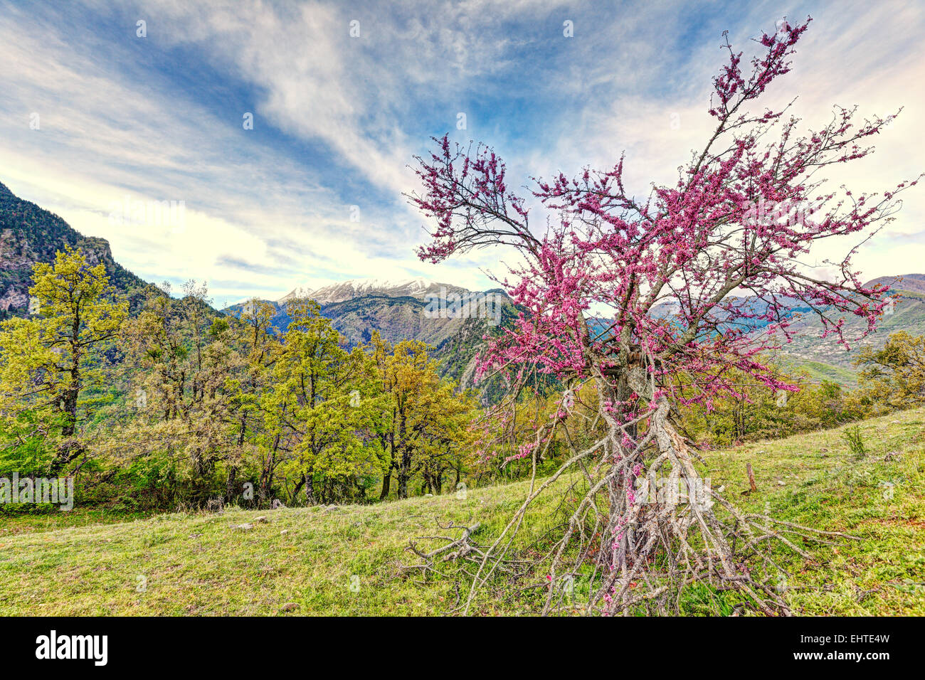 Unique tree hi-res stock photography and images - Alamy