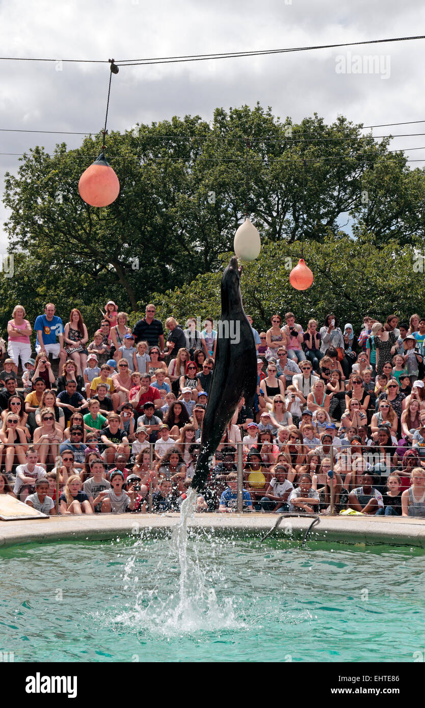 Sea Lion Ball High Resolution Stock Photography and Images - Alamy
