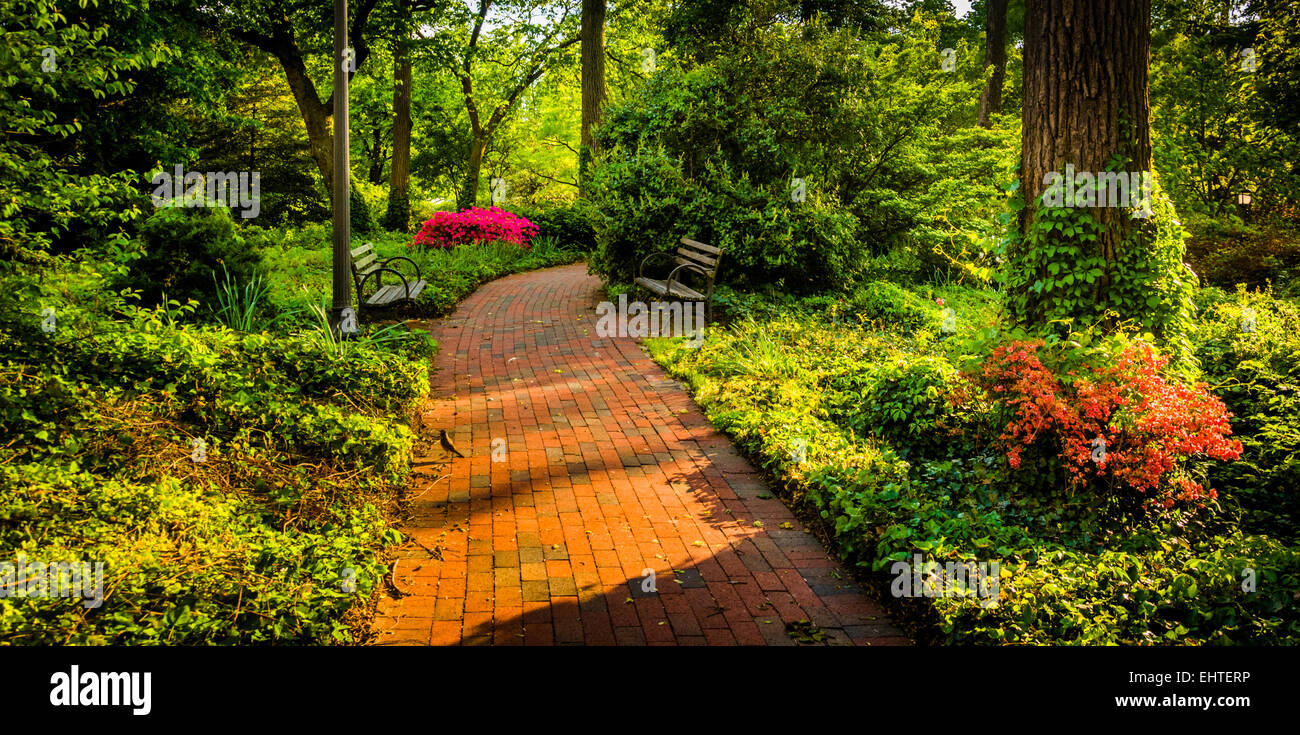 Brick path through a woodland garden at John Hopkins University in ...