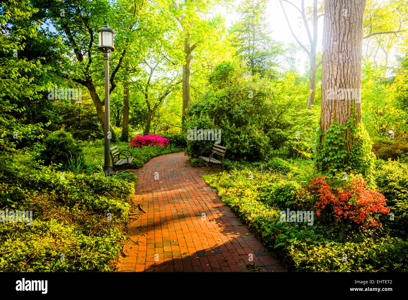 Brick path through a woodland garden at John Hopkins University in ...