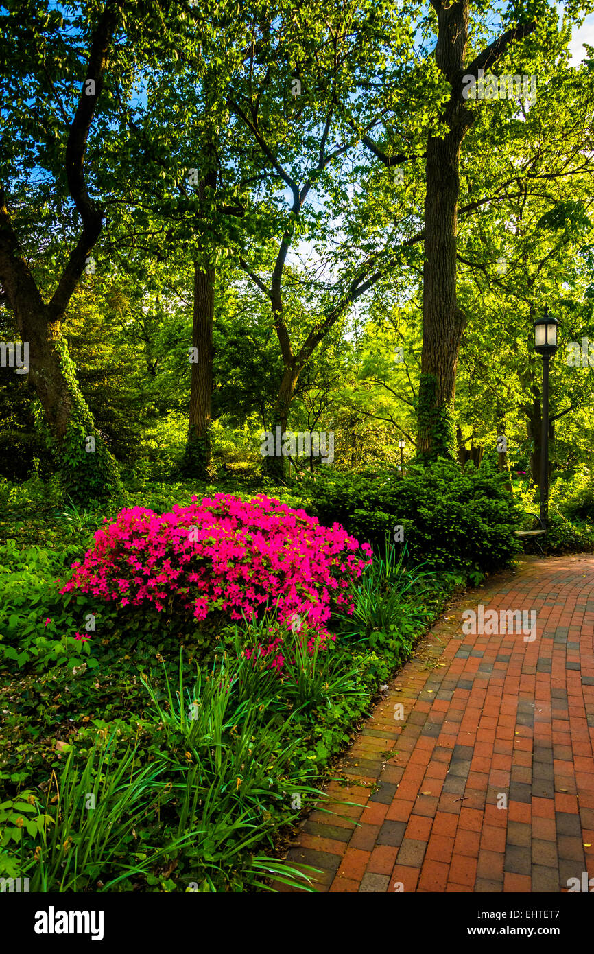 Brick path through a woodland garden at John Hopkins University in ...