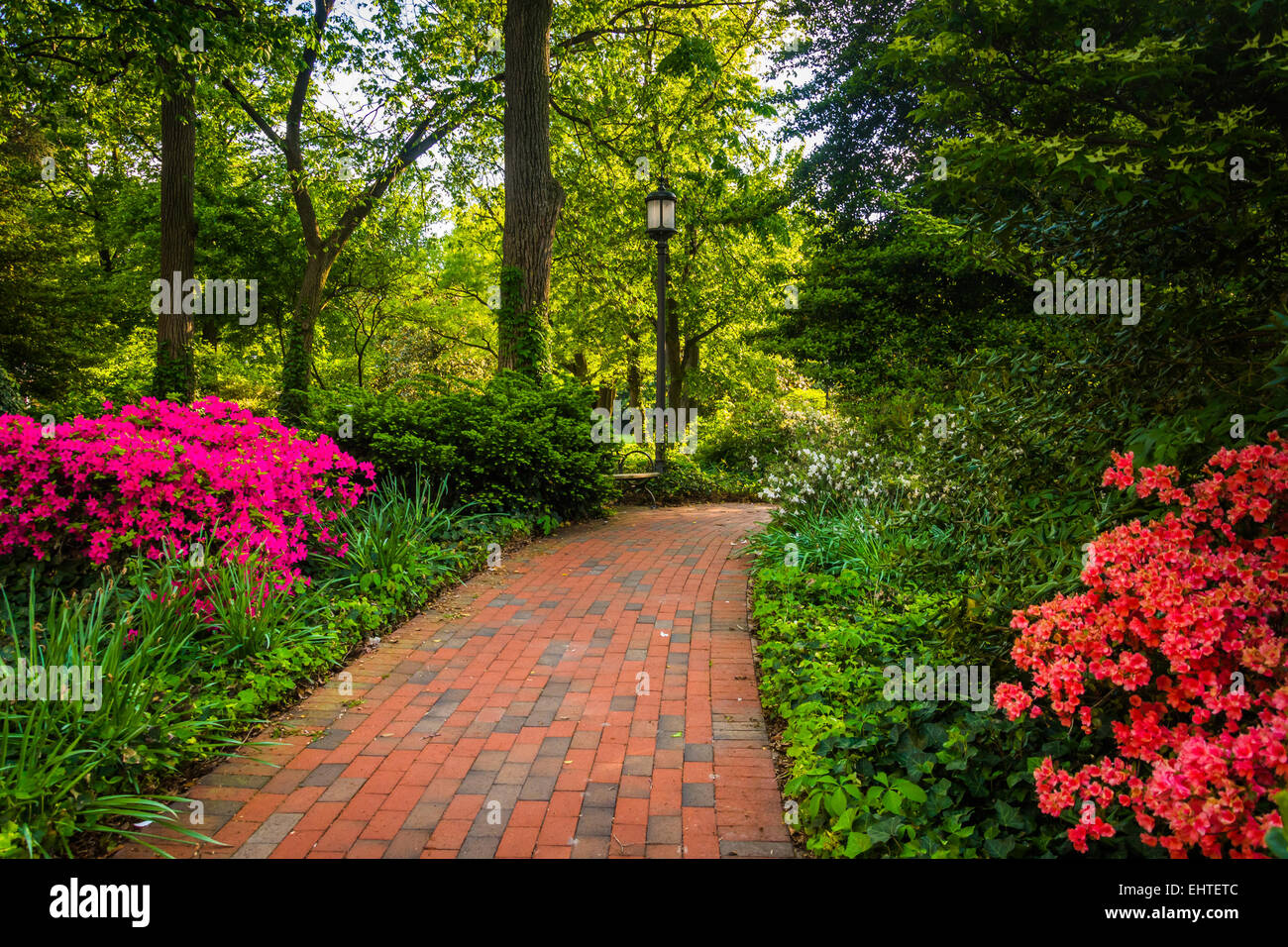 Brick path through a woodland garden at John Hopkins University in ...