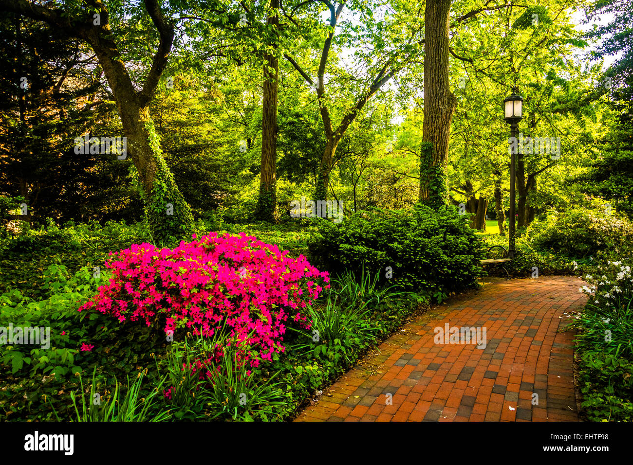 Brick path through a woodland garden at John Hopkins University in ...