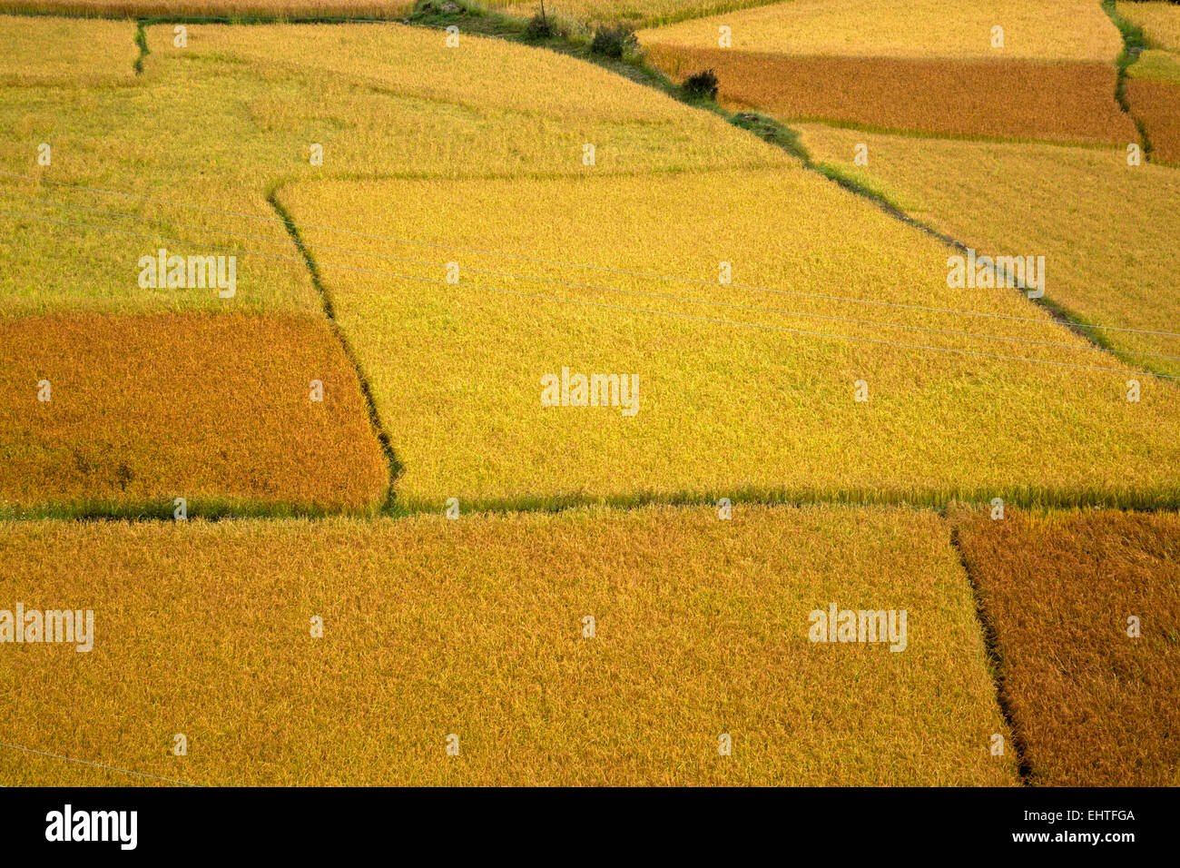 Bhutan rice fields hi-res stock photography and images - Alamy