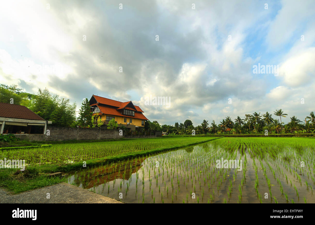 Indonesia rice field hi-res stock photography and images - Alamy