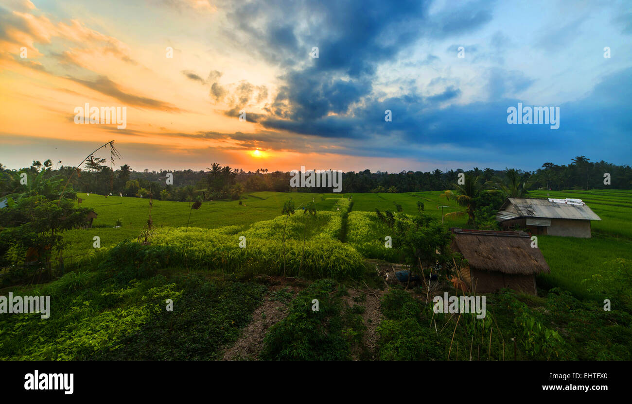 Indonesia rice field hi-res stock photography and images - Alamy