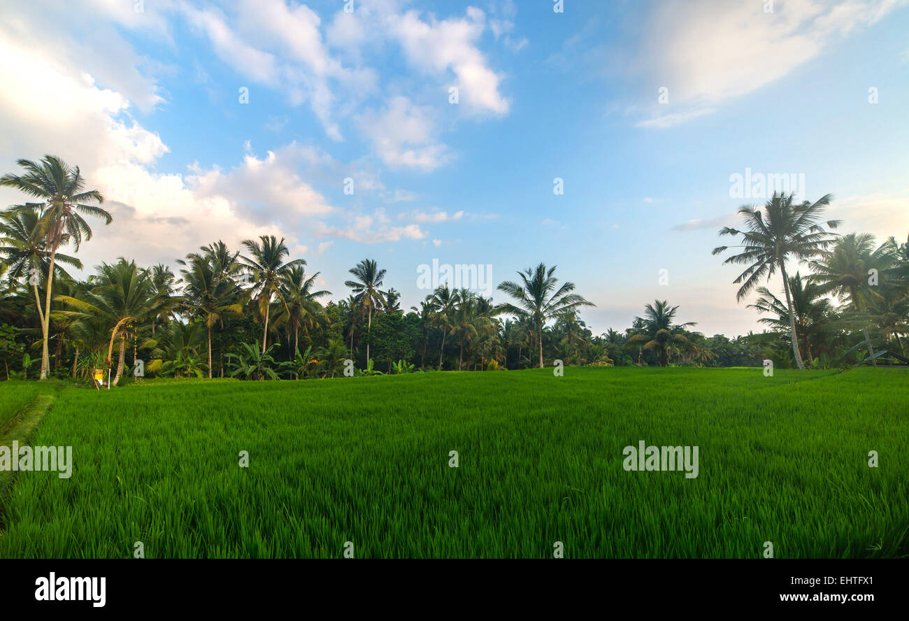 Indonesia rice field hi-res stock photography and images - Alamy