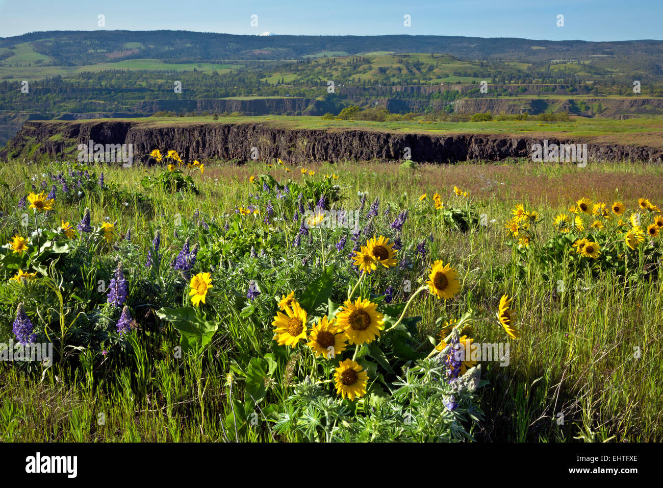 OR01696-00...OREGON - Lupine and balsamroot blooming in the green ...