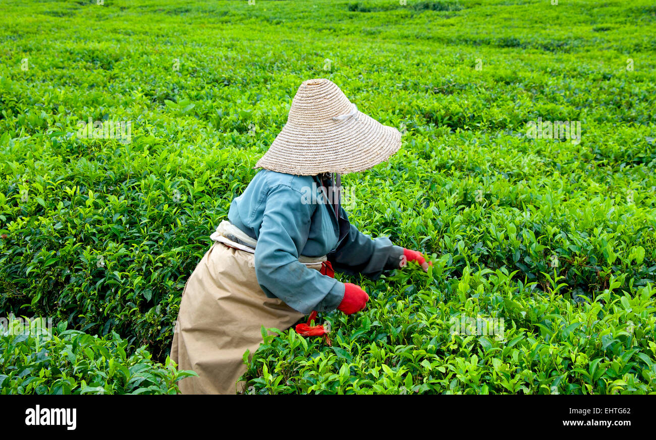 Plucking Tea High Resolution Stock Photography and Images - Alamy