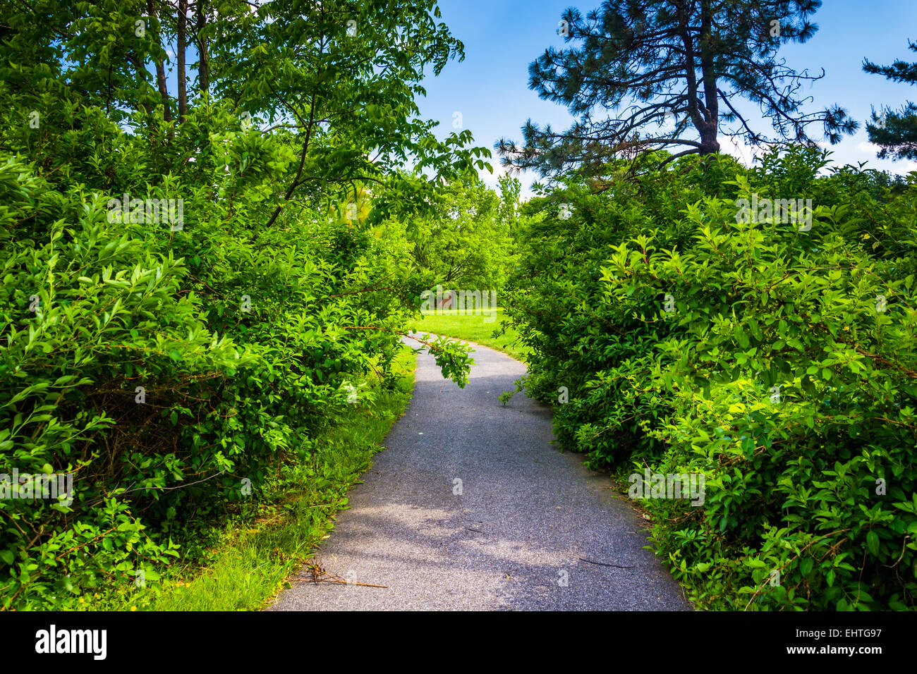 Bushes along a path at Cylburn Arboretum in Baltimore, Maryland Stock ...