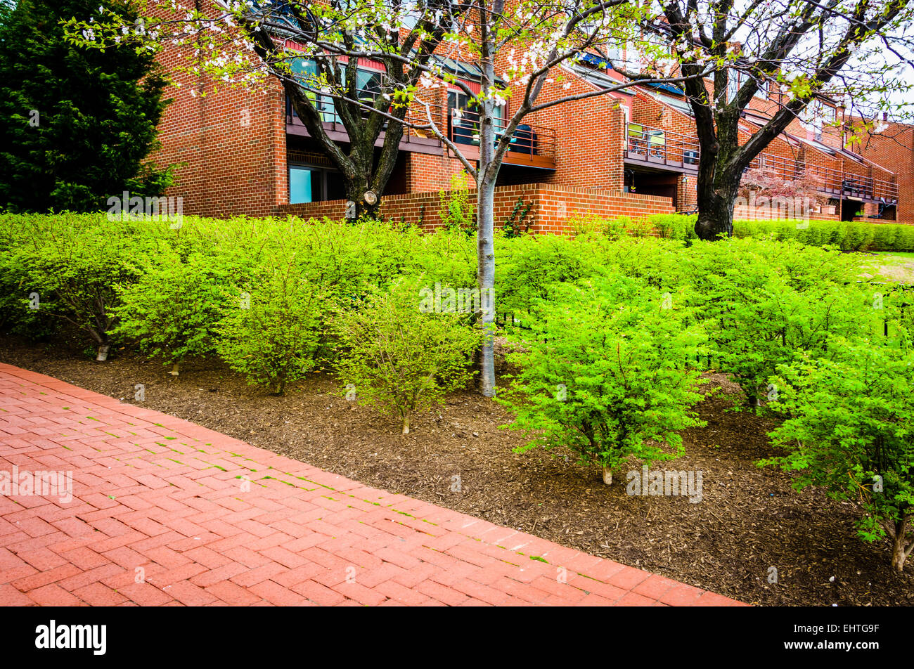 Bushes and houses in Canton, Baltimore, Maryland Stock Photo - Alamy
