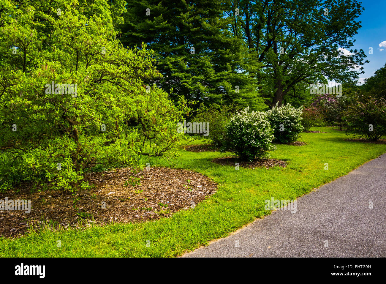 Bushes and trees along a path at Cylburn Arboretum, Baltimore, Maryland ...