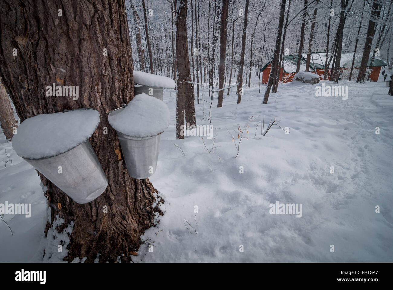 A walk through the woods to visit a maple syrup bush. Maple syrup shack ...