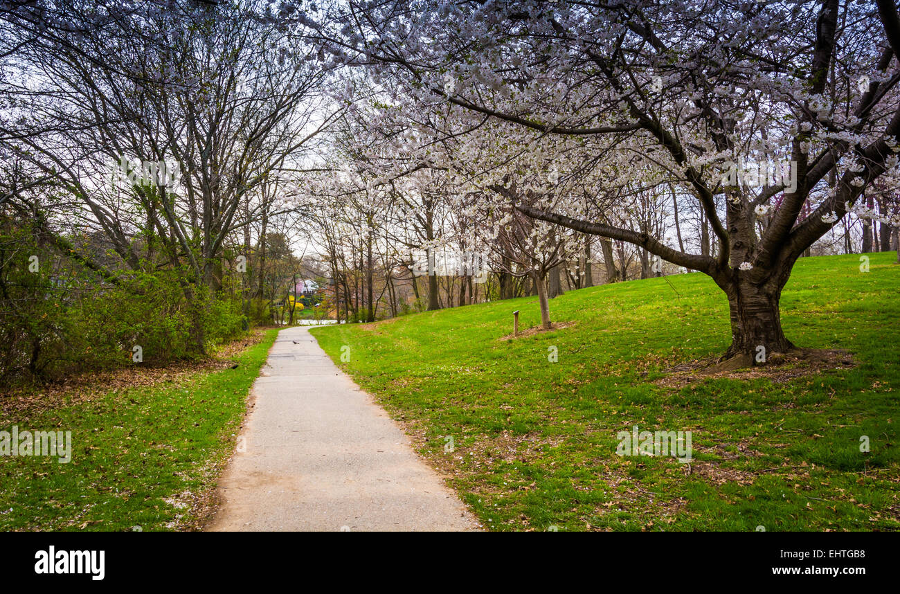 Cherry blossoms along a path at Wilde Lake Park in Columbia, Maryland ...