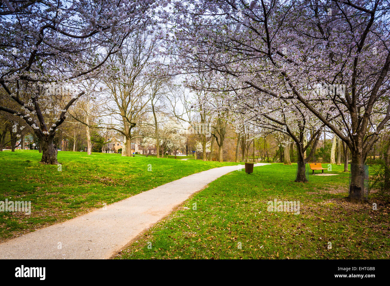 Cherry blossoms along a path at Wilde Lake Park in Columbia, Maryland ...