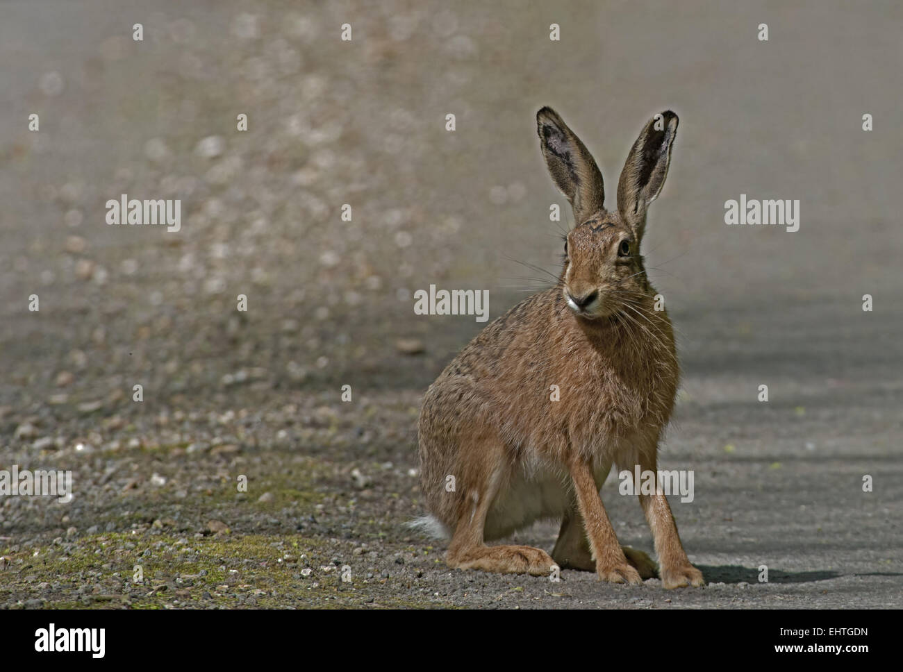 European Brown (Common) Hare- Lepus europaeus Stock Photo - Alamy