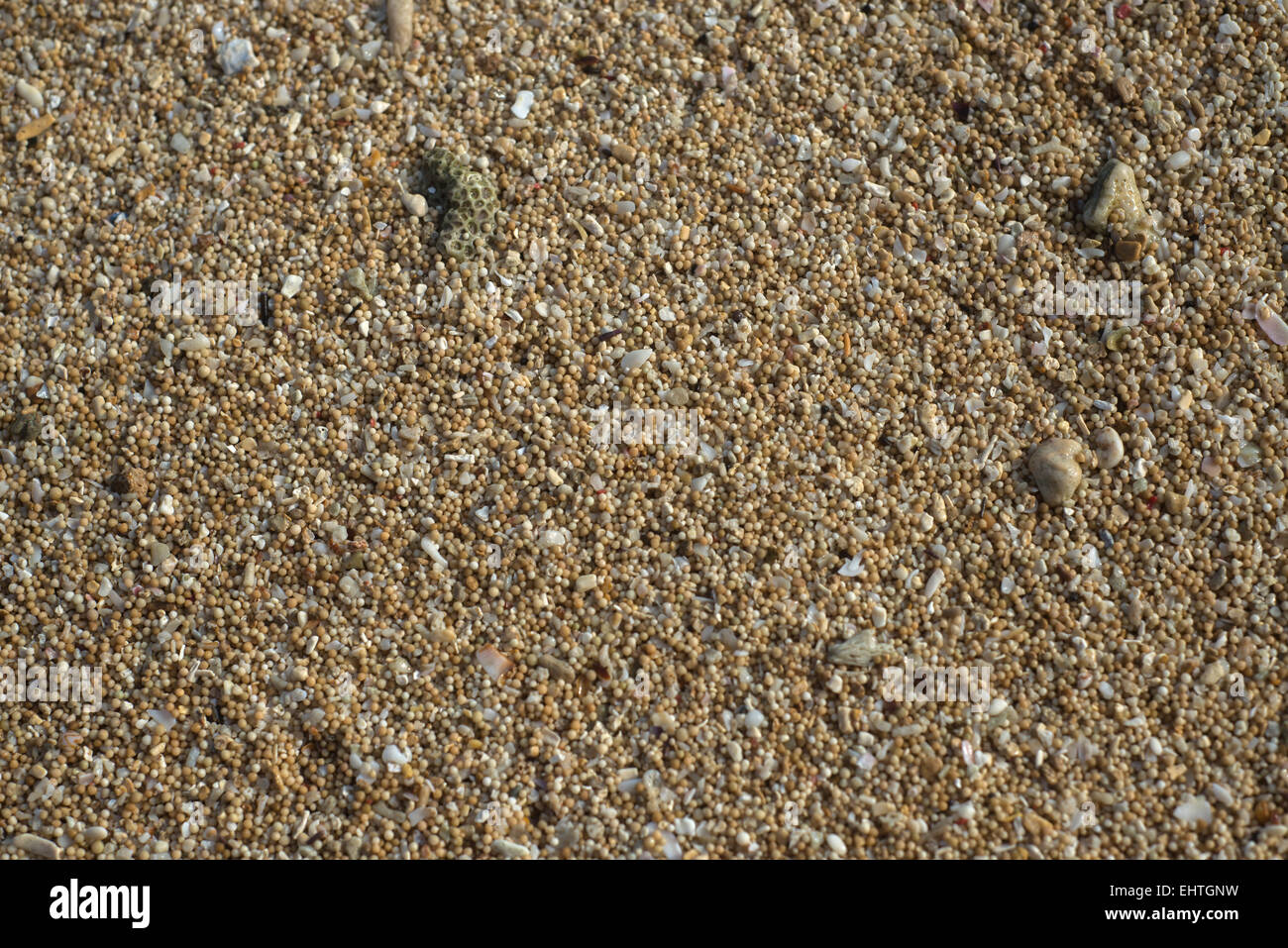 Grain of sand hi-res stock photography and images - Alamy