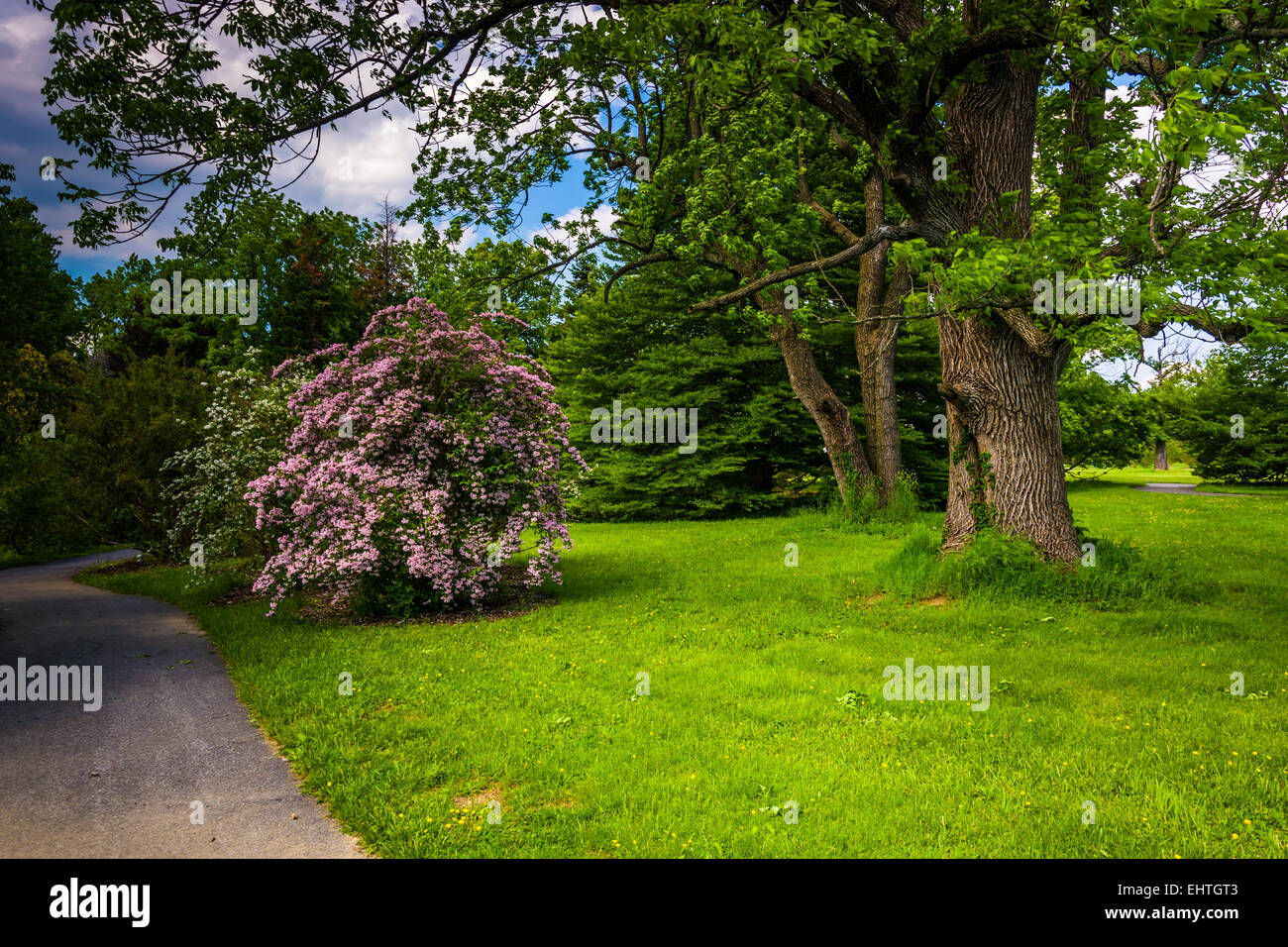 Colorful bushes and trees along a path at Cylburn Arboretum in ...