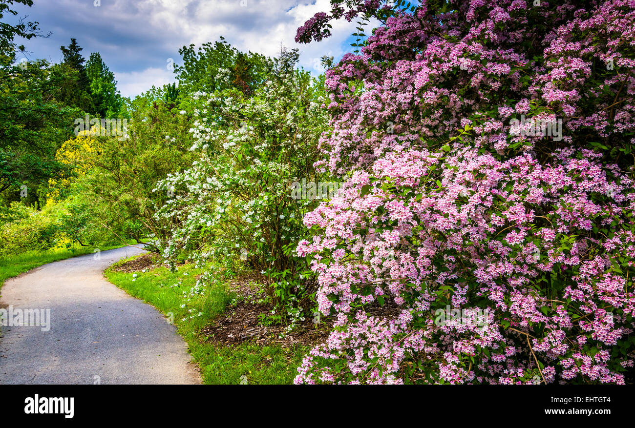 Colorful bushes and trees along a path at Cylburn Arboretum in ...