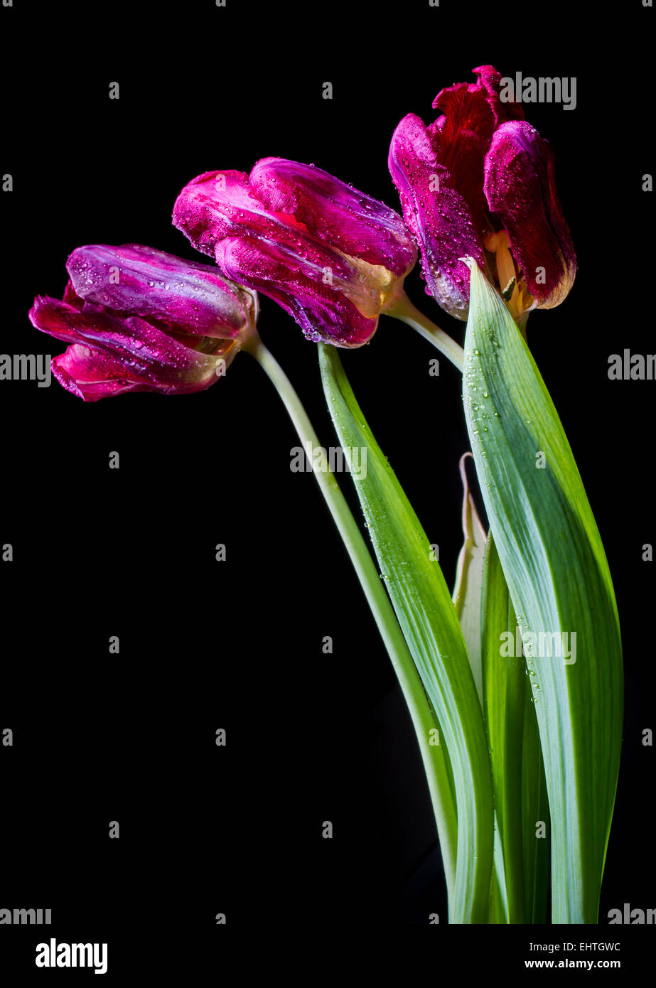 Dying flowers hi-res stock photography and images - Alamy