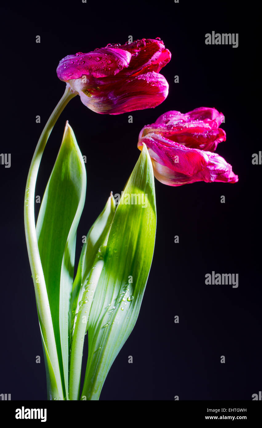 Dying flowers hi-res stock photography and images - Alamy
