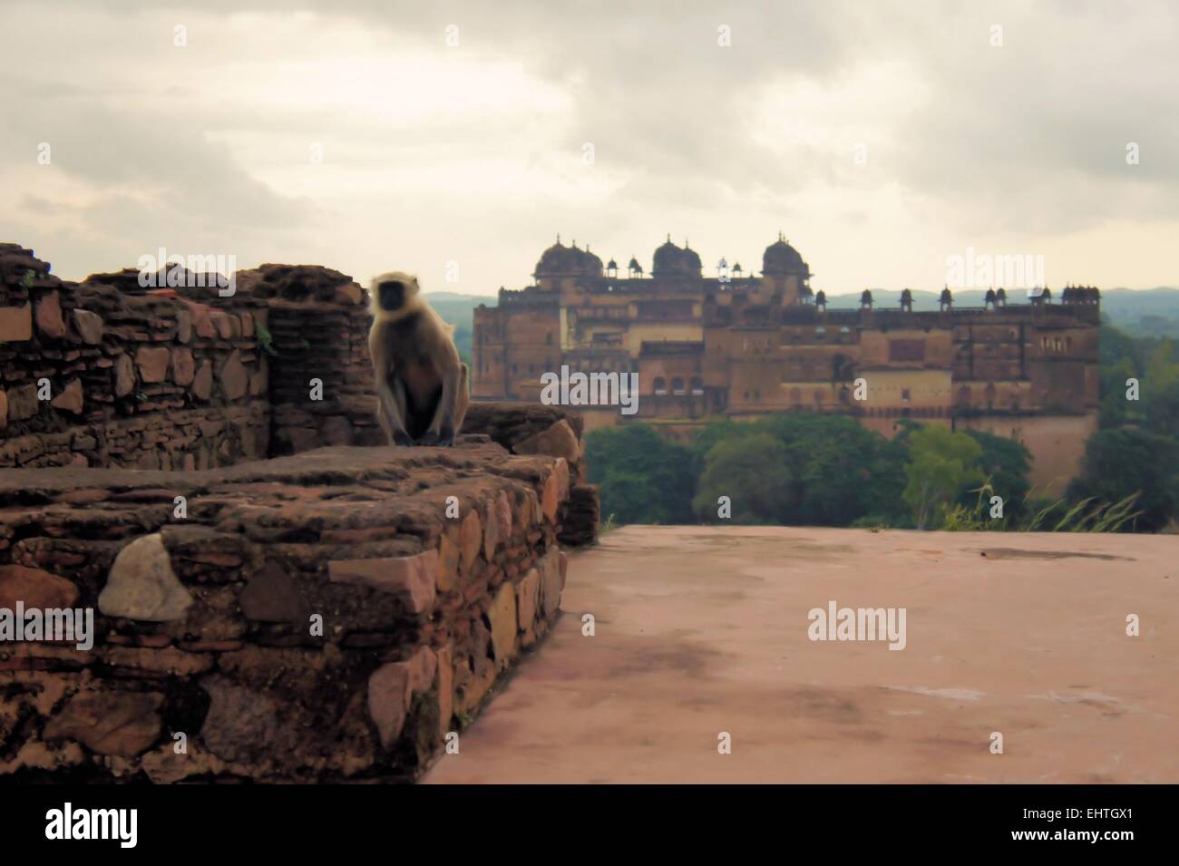 Indian raja monkey hi-res stock photography and images - Alamy