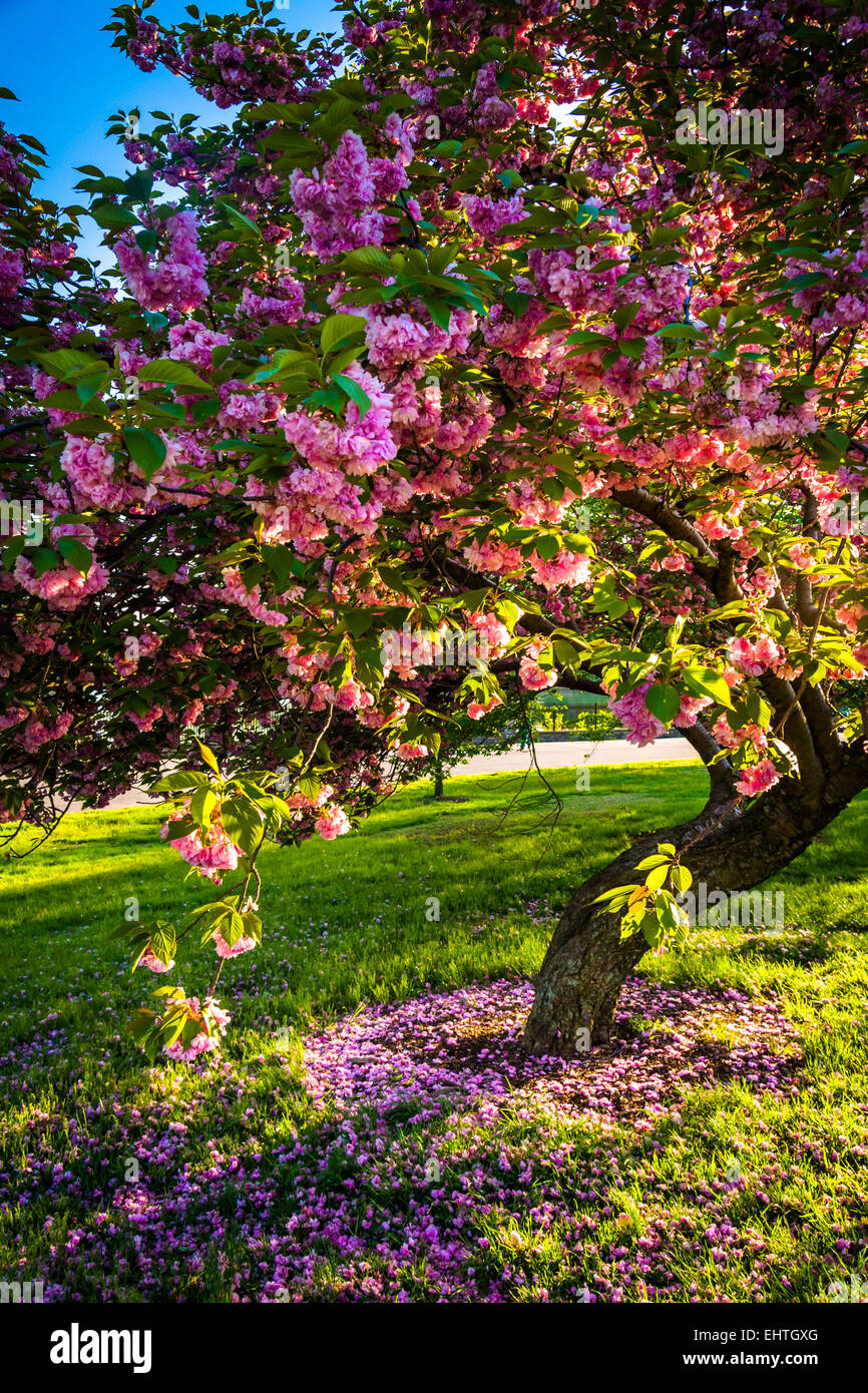 Colorful trees in Druid Hill Park, Baltimore, Maryland Stock Photo - Alamy