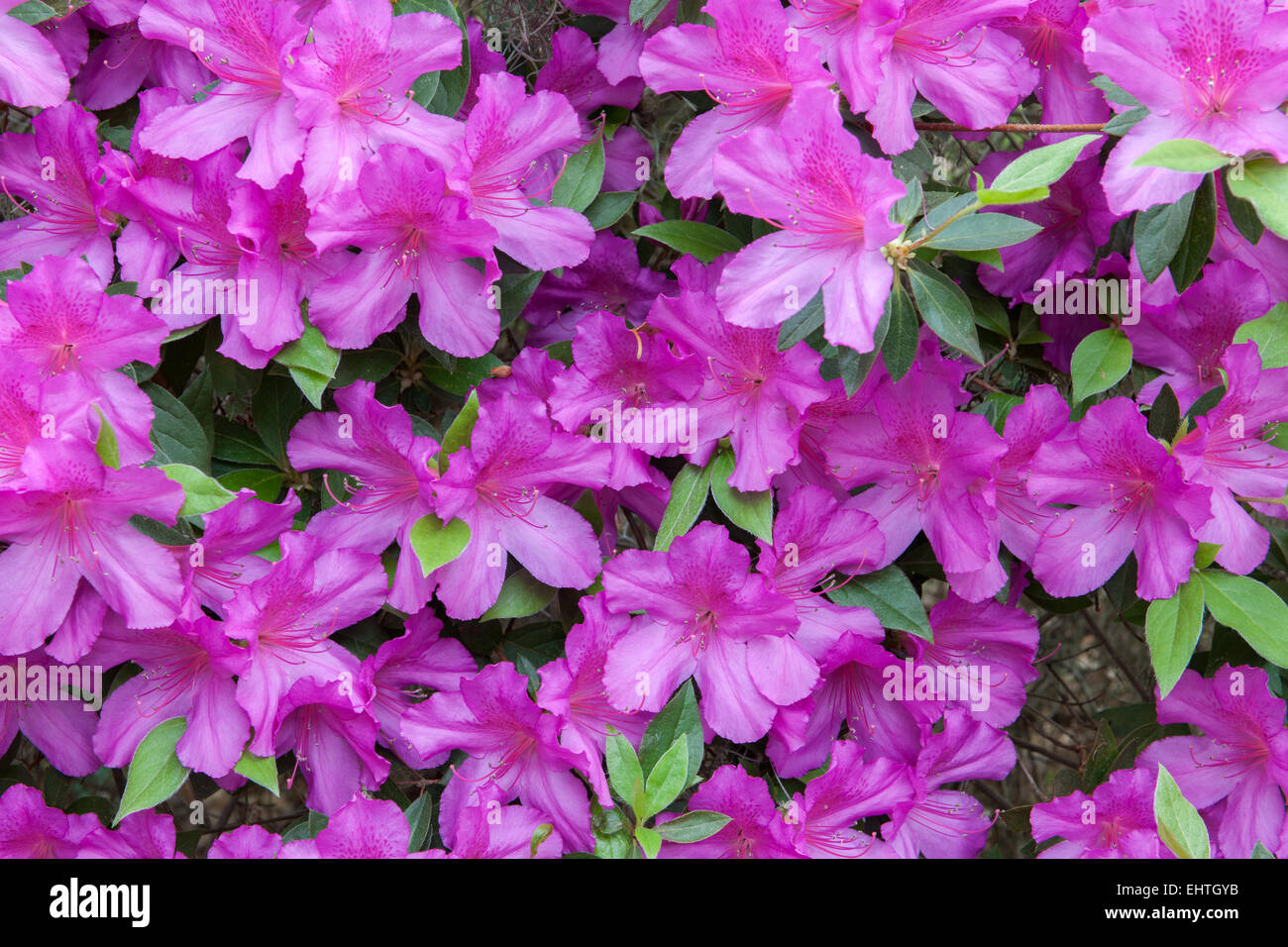Florida azaleas hi-res stock photography and images - Alamy