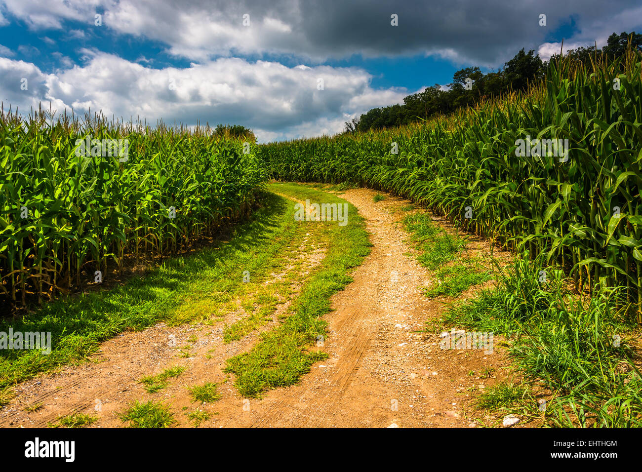 Cornfield scenery hi-res stock photography and images - Alamy