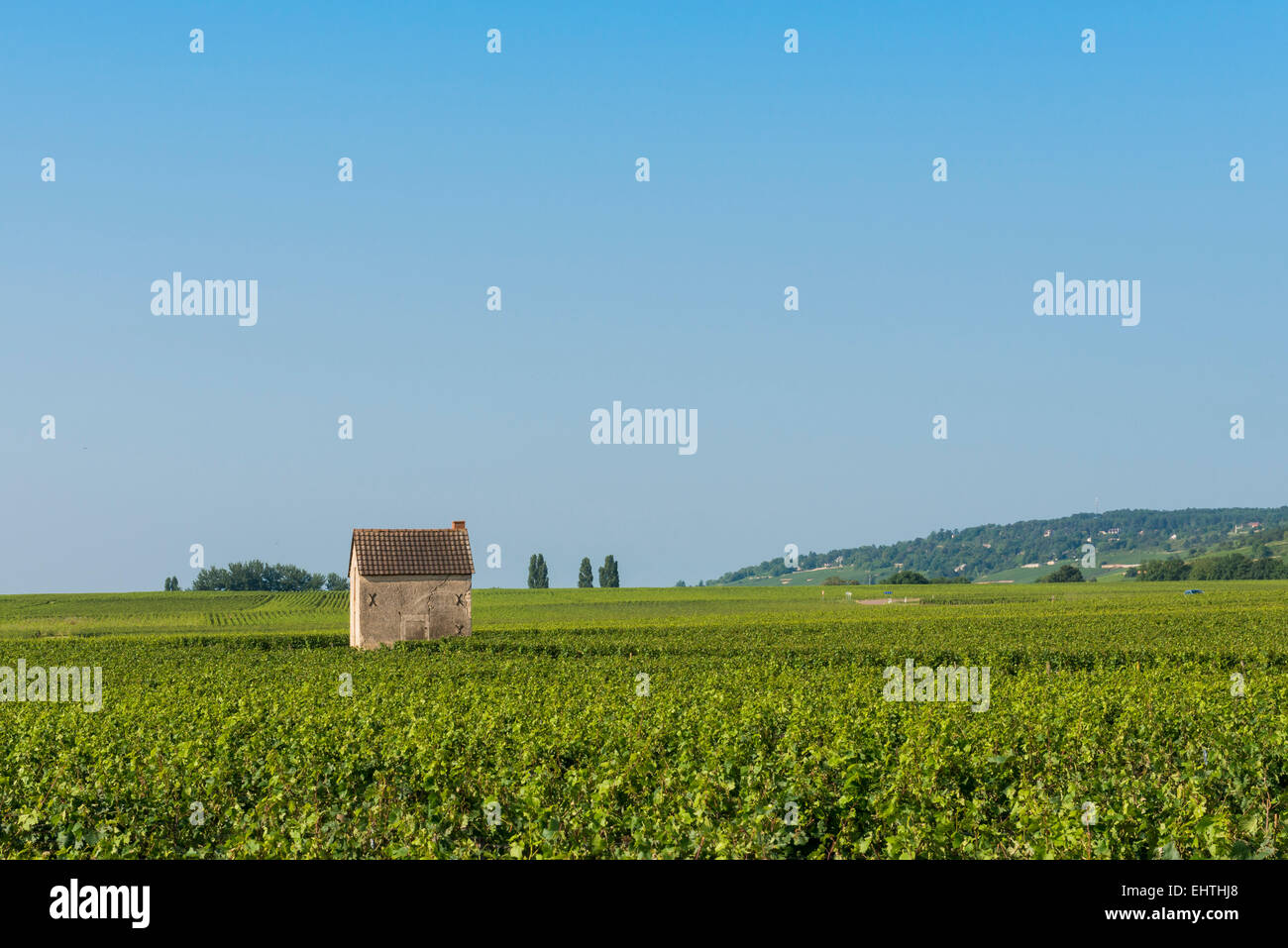 Vineyard at Beaune with small vineyard house, France Stock Photo - Alamy
