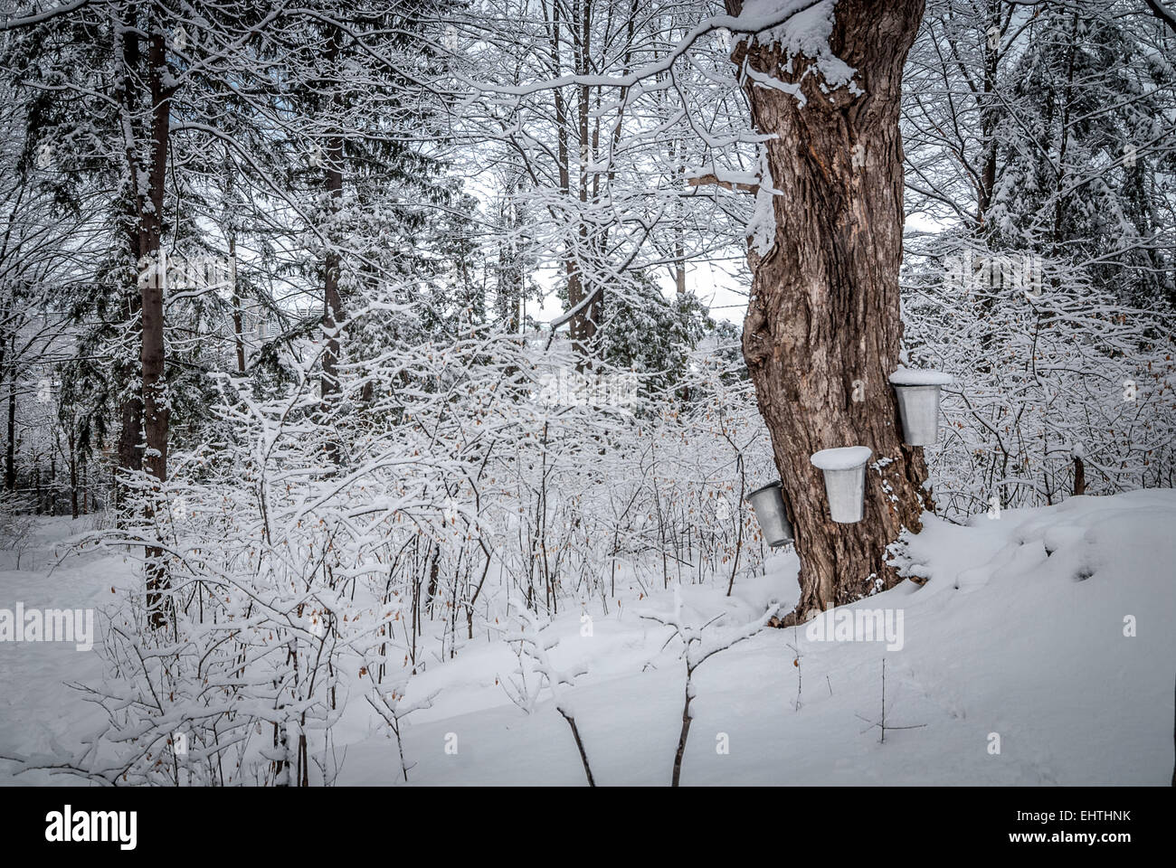 Three buckets on this maple await their cargo of sap Stock Photo - Alamy