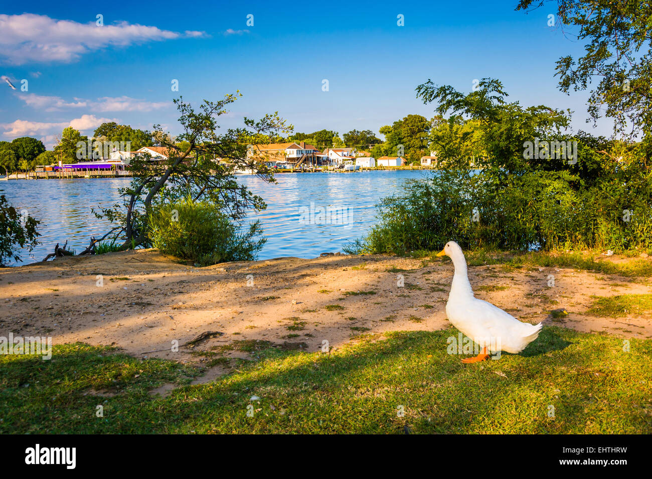 Duck and the Back River at Cox Point Park in Essex, Maryland Stock ...