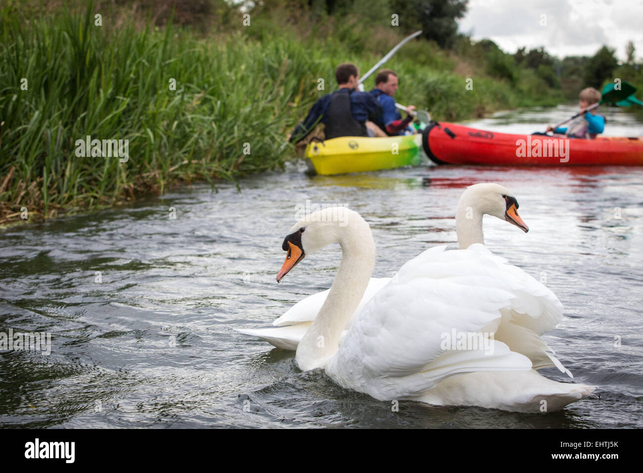 Roger bird hi-res stock photography and images - Alamy